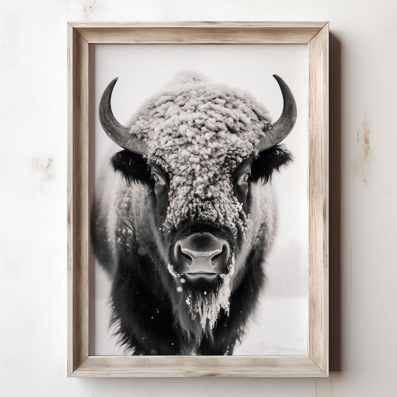 Buffalo Photo - Etsy