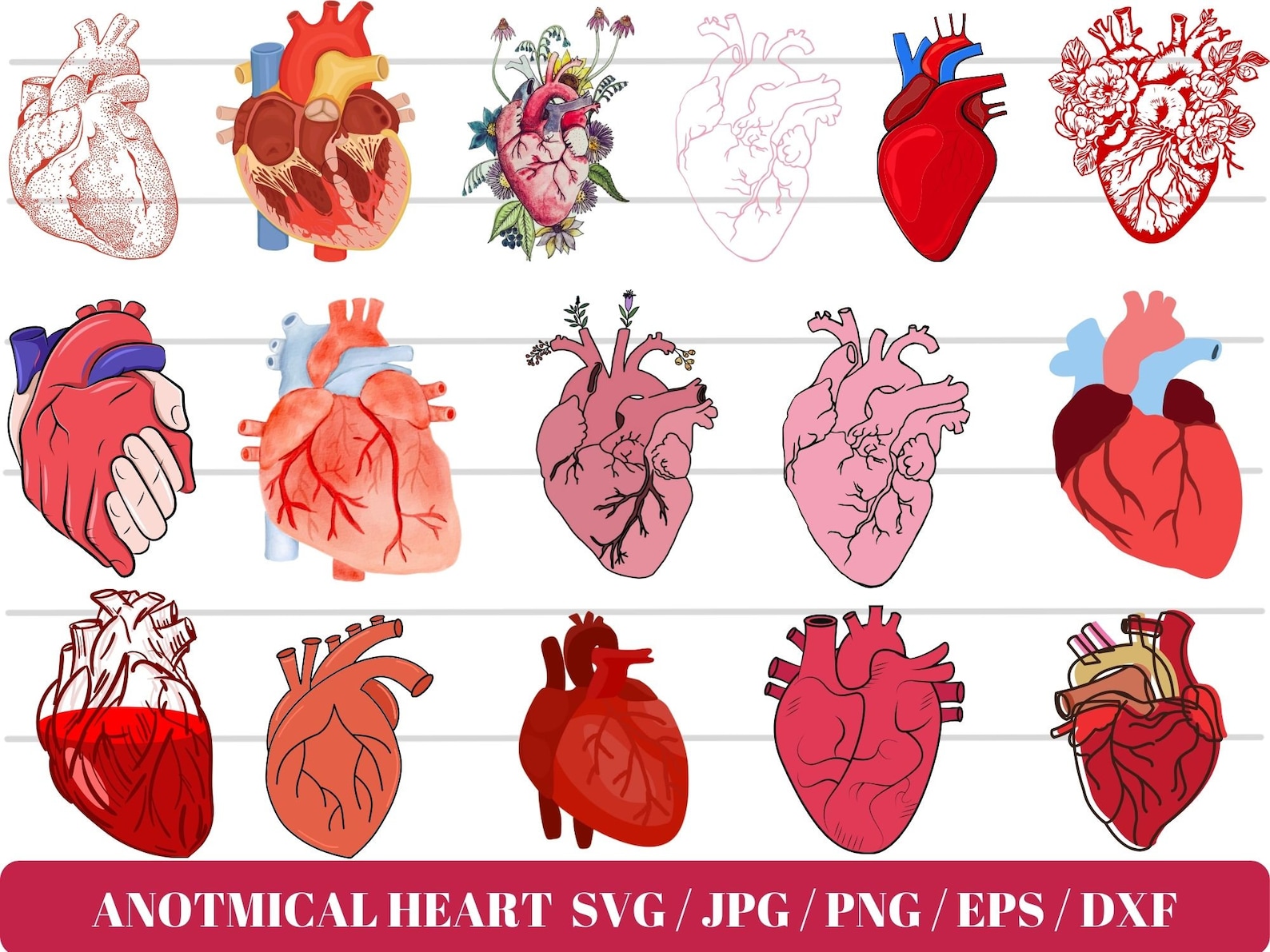 Anatomical Heart Svg Bundle, Flower Heart Svg, Human Heart Svg, Anatomy ...