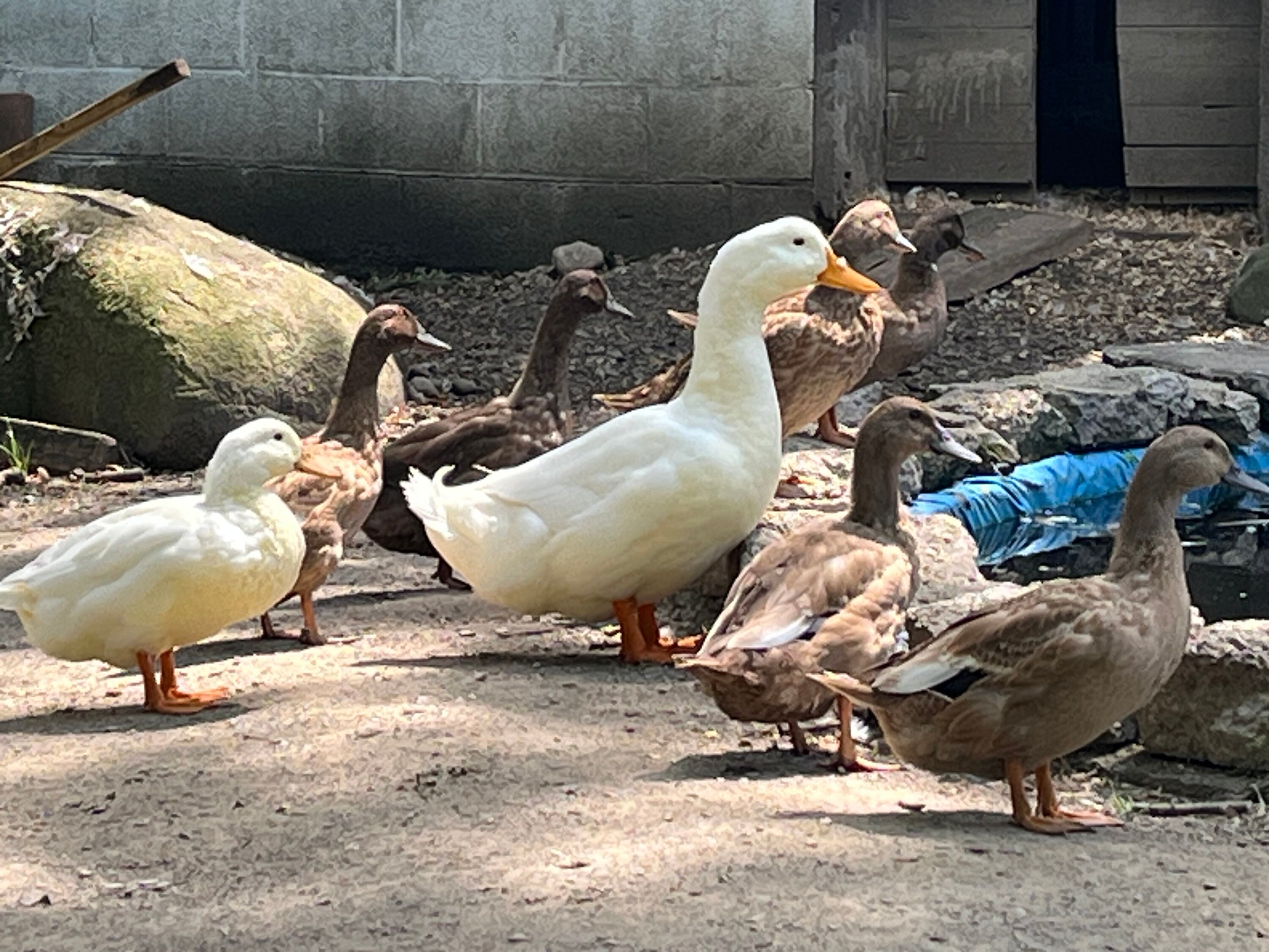 Farm Fresh Duck Eggs - Etsy