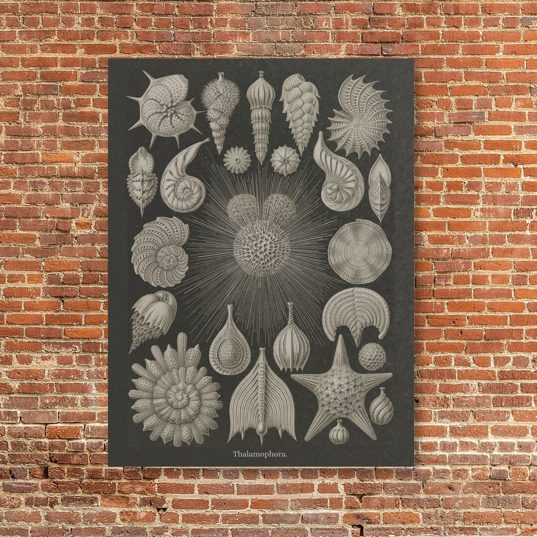 Vintage Microscopic Life Poster, Shell Art, Digital Download - Etsy