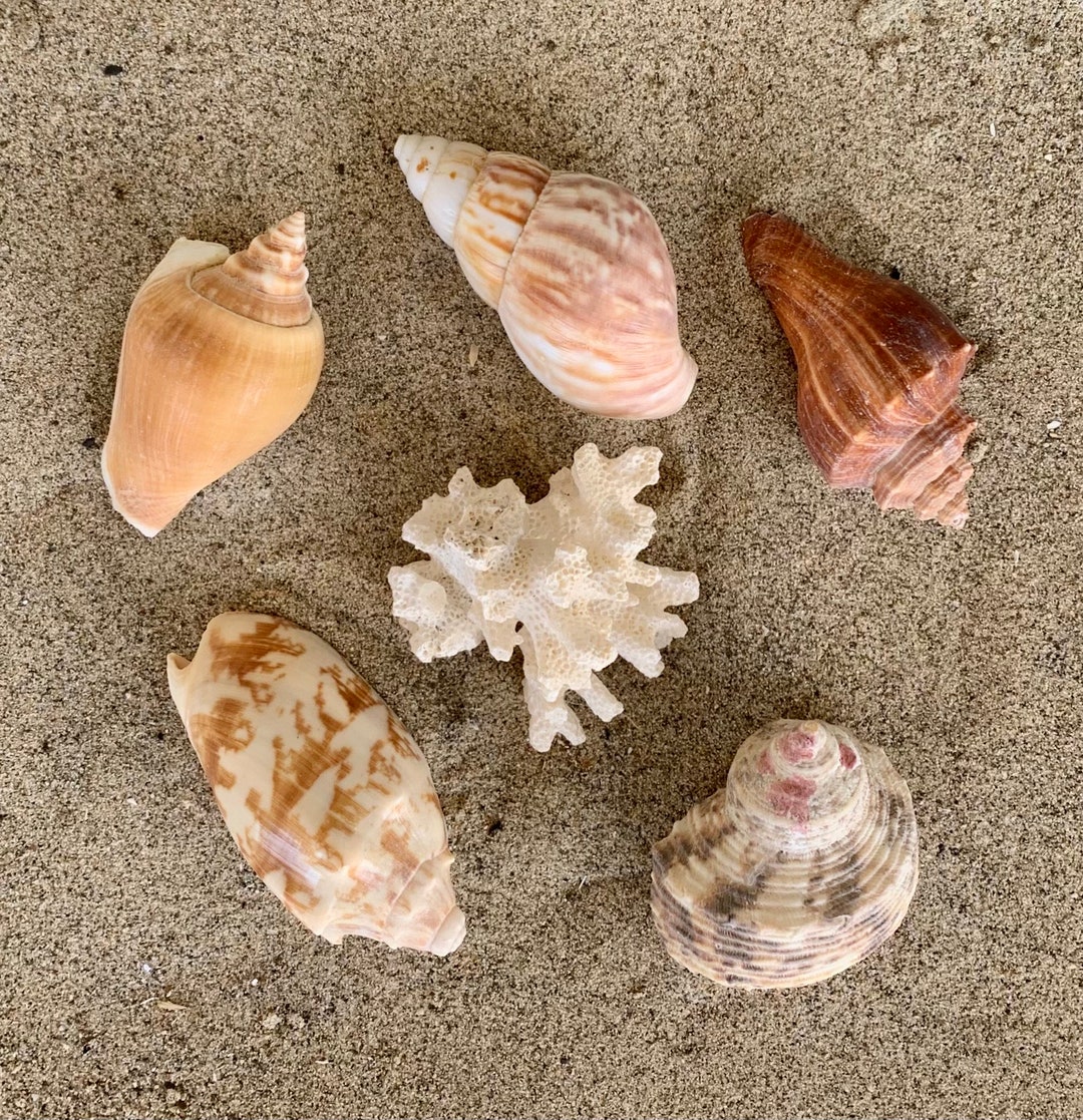 5 Seashells 1 Piece of Coral . Beautiful Seashells . Set of 6 . Ocean Beach Seashore Theme Decor ...
