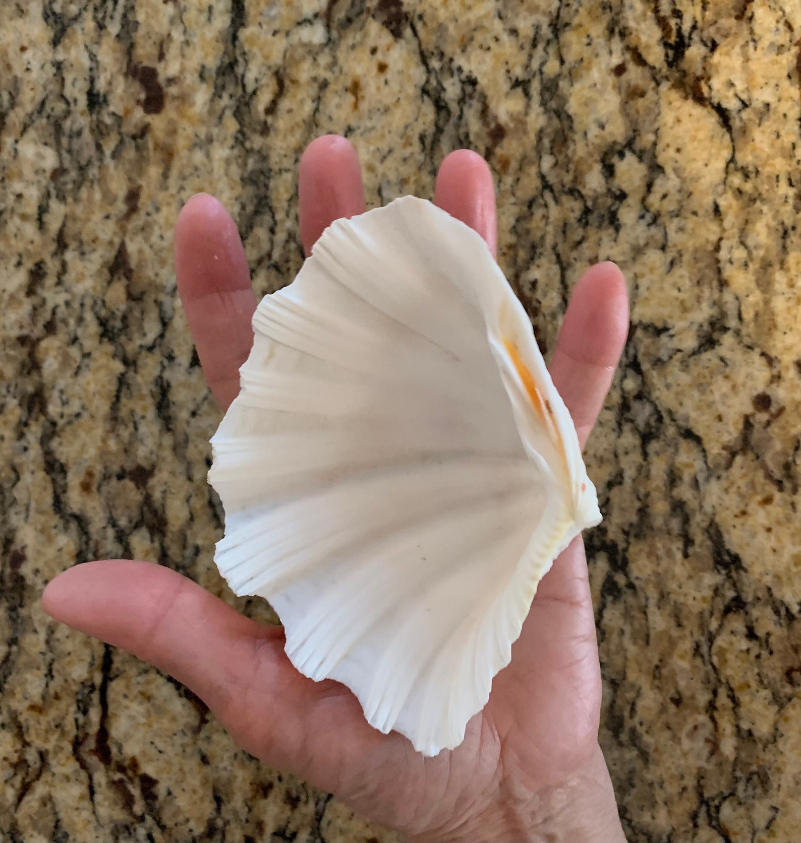 White Clam Shell and One Scallop Seashell . Set of 2 Seashells. Craft ...
