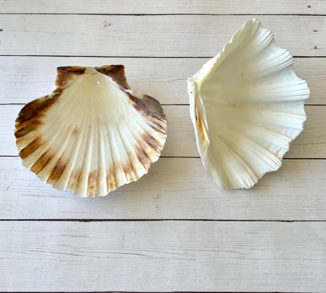 White Clam Shell and One Scallop Seashell . Set of 2 Seashells. Craft ...
