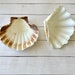 White Clam Shell and One Scallop Seashell . Set of 2 Seashells. Craft ...