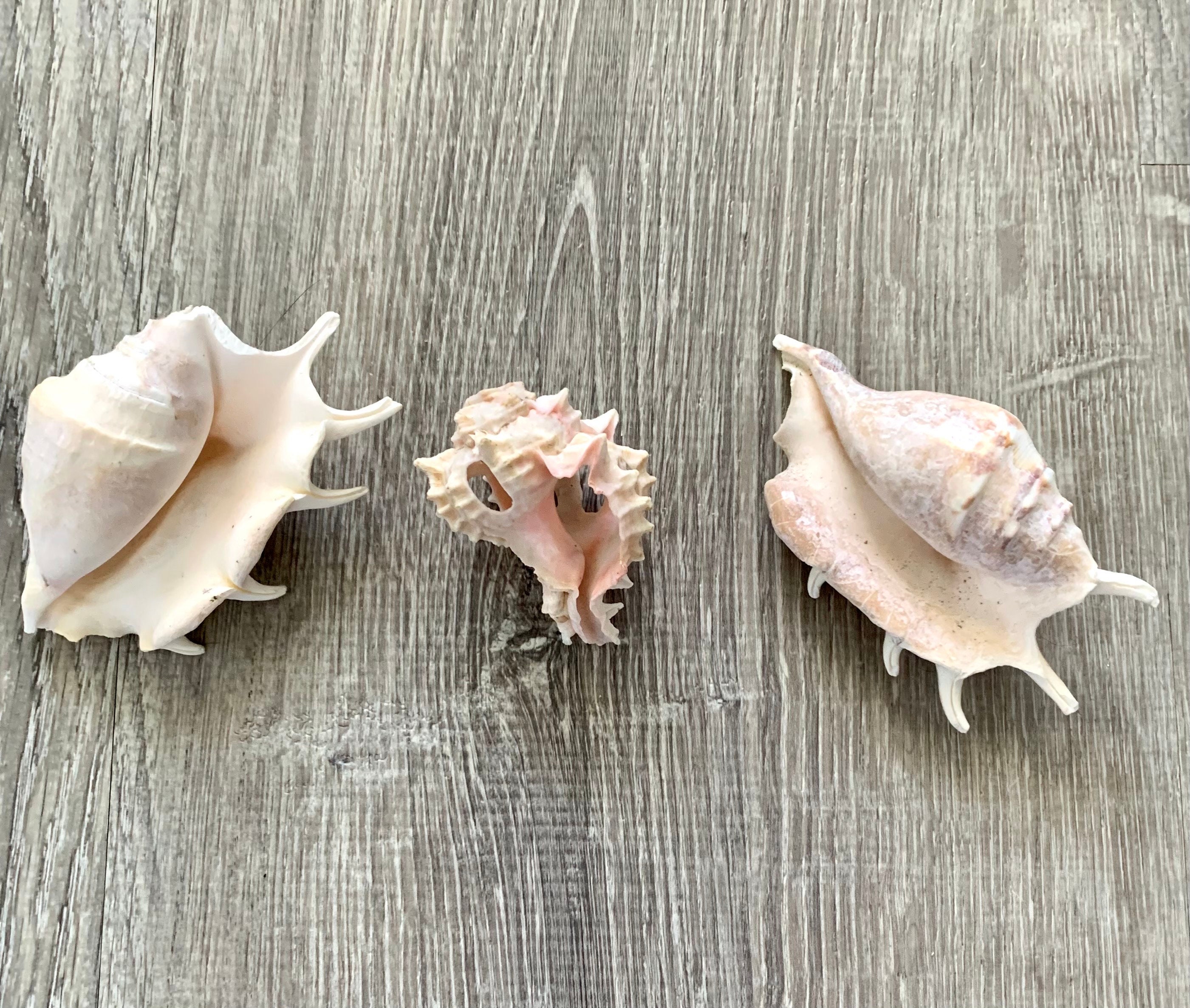 3 Seashells . 2 Spider Conch Seashells and 1 Conch Shell With ...