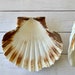 White Clam Shell and One Scallop Seashell . Set of 2 Seashells. Craft ...