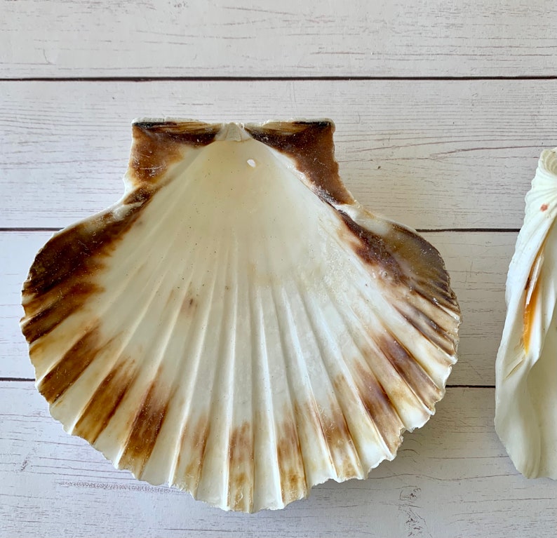White Clam Shell and One Scallop Seashell . Set of 2 Seashells. Craft ...