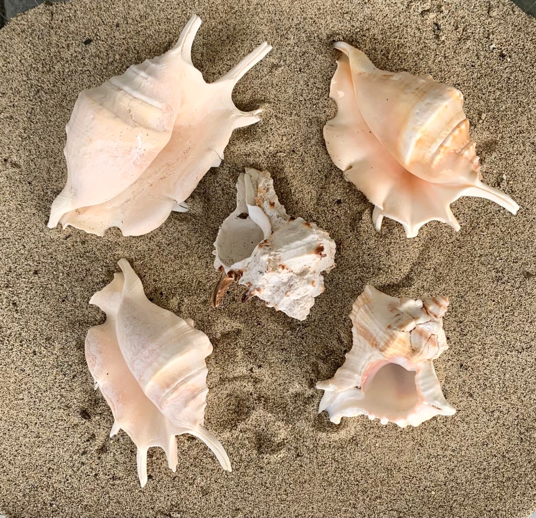 5 Seashells . 3 Spider Conches & 2 Murex Seashells--beautiful Seashells ...