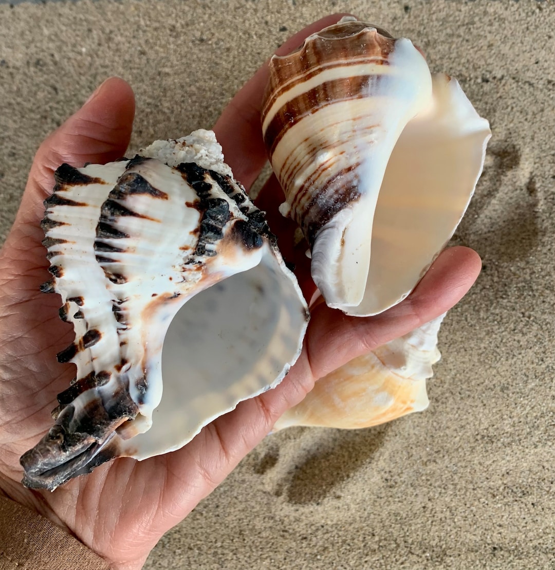 Set of 3 Seashells . One Dark Brown & White Pacific Murex Seashell and ...