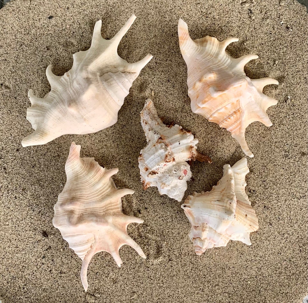 5 Seashells . 3 Spider Conches & 2 Murex Seashells--beautiful Seashells ...