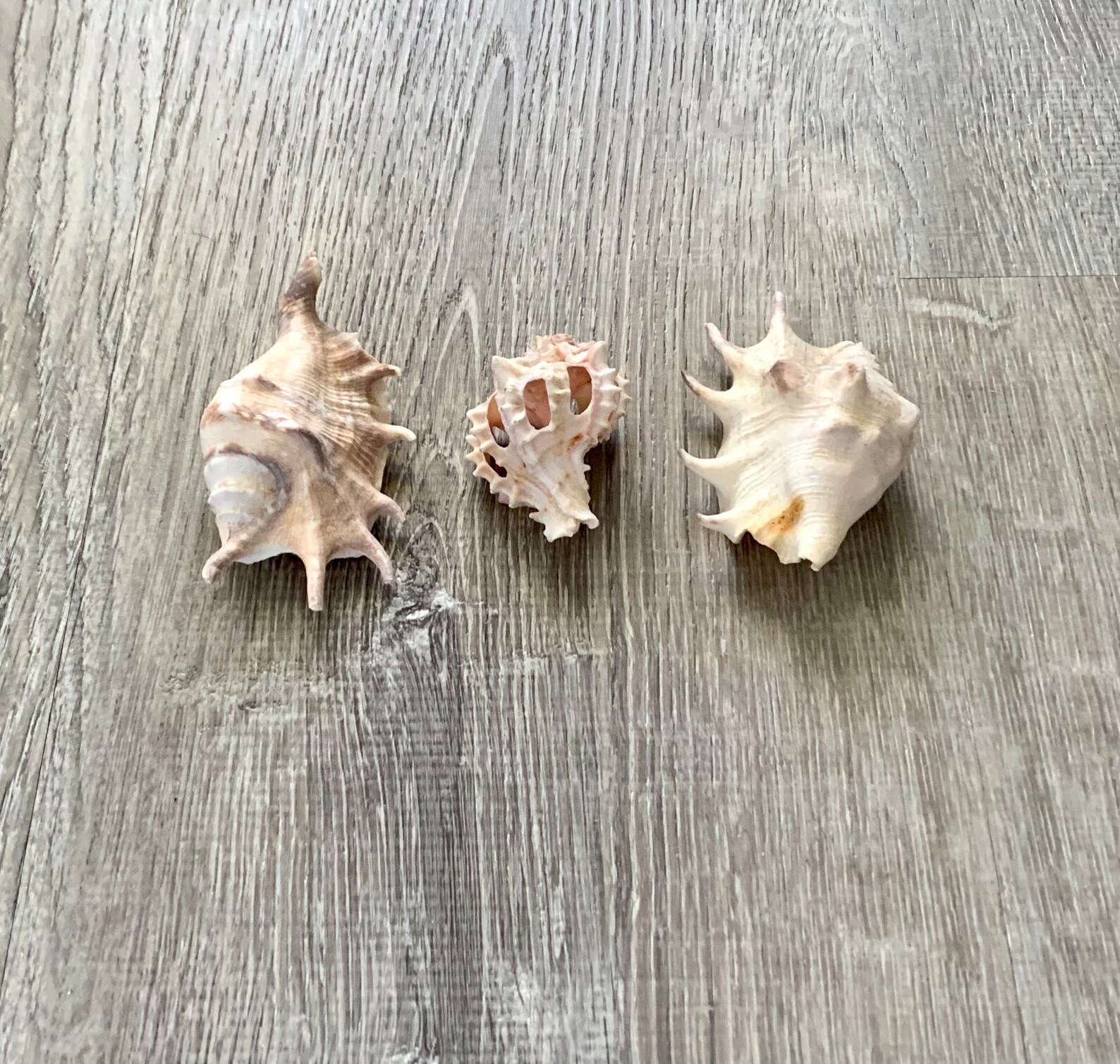 3 Seashells . 2 Spider Conch Seashells and 1 Conch Shell With ...