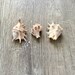 3 Seashells . 2 Spider Conch Seashells and 1 Conch Shell With ...