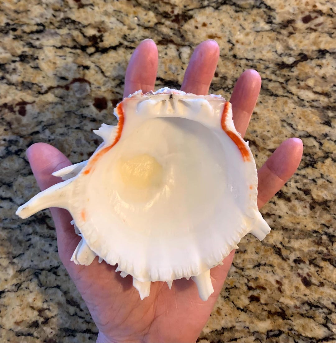 White Tan Clam Seashell With Spines. Natural Authentic Seashell . Craft ...