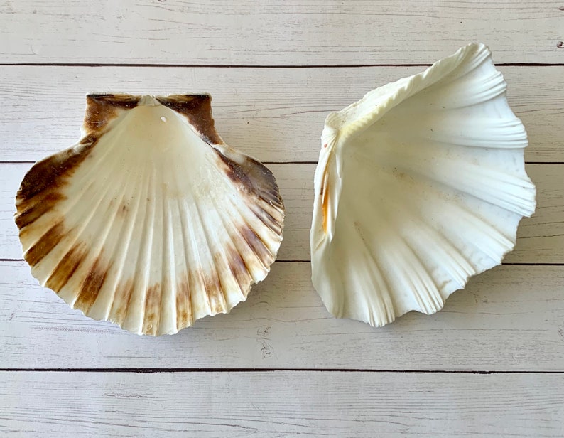 White Clam Shell and One Scallop Seashell . Set of 2 Seashells. Craft ...