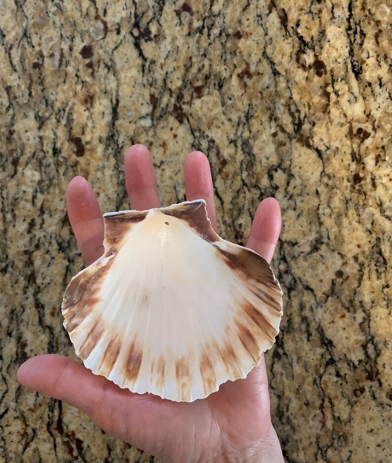 White Clam Shell and One Scallop Seashell . Set of 2 Seashells. Craft ...