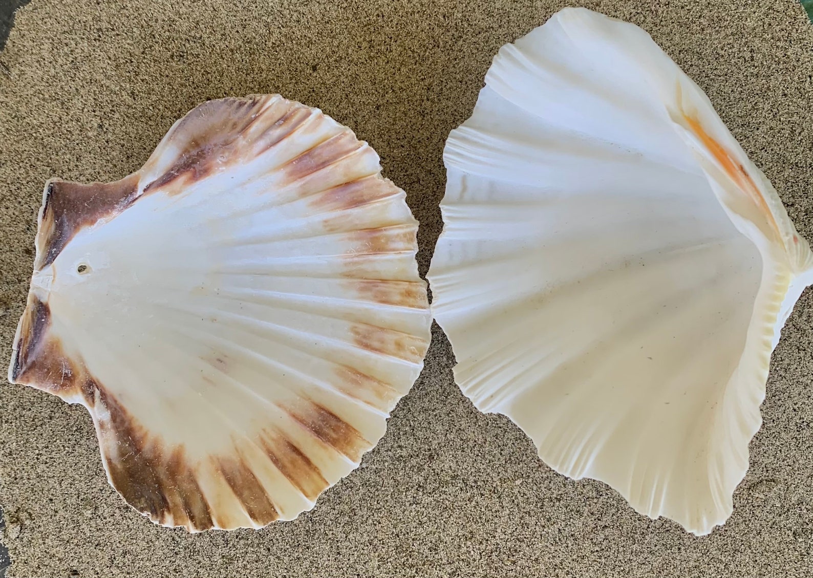 White Clam Shell and One Scallop Seashell . Set of 2 Seashells. Craft ...