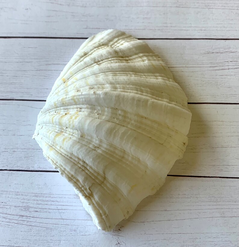 White Clam Shell and One Scallop Seashell . Set of 2 Seashells. Craft ...