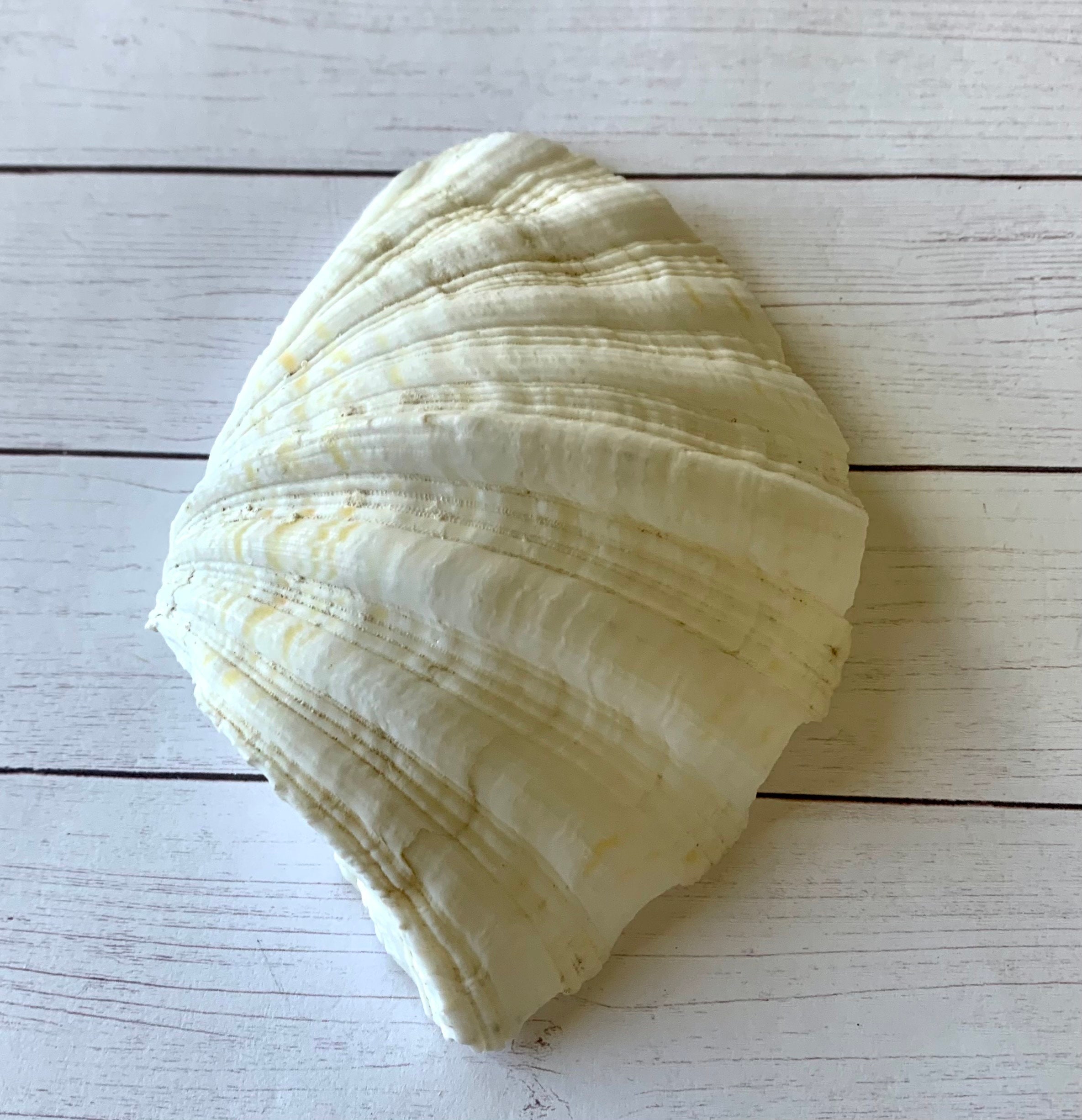 White Clam Shell and One Scallop Seashell . Set of 2 Seashells. Craft ...