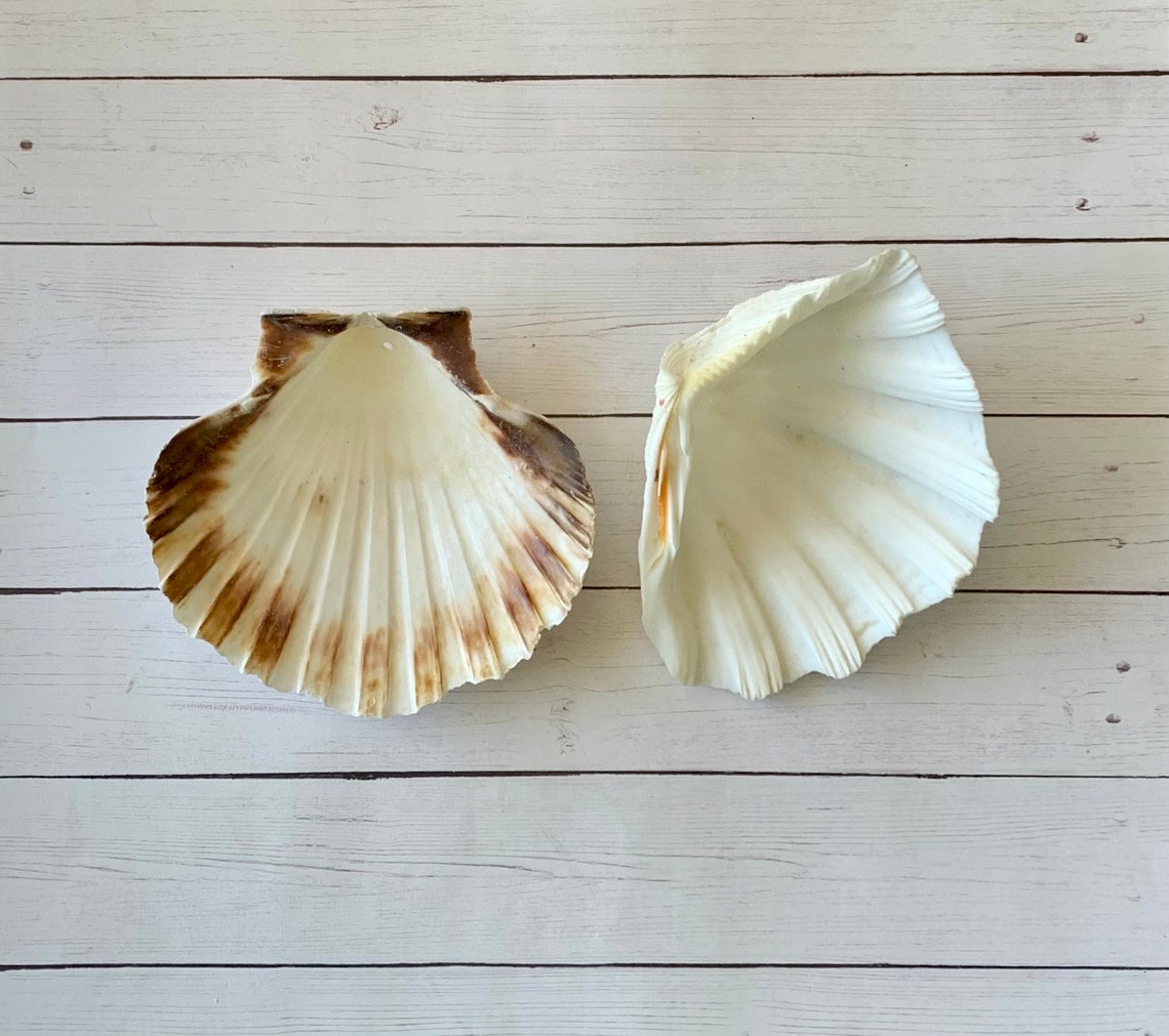 White Clam Shell and One Scallop Seashell . Set of 2 Seashells. Craft ...