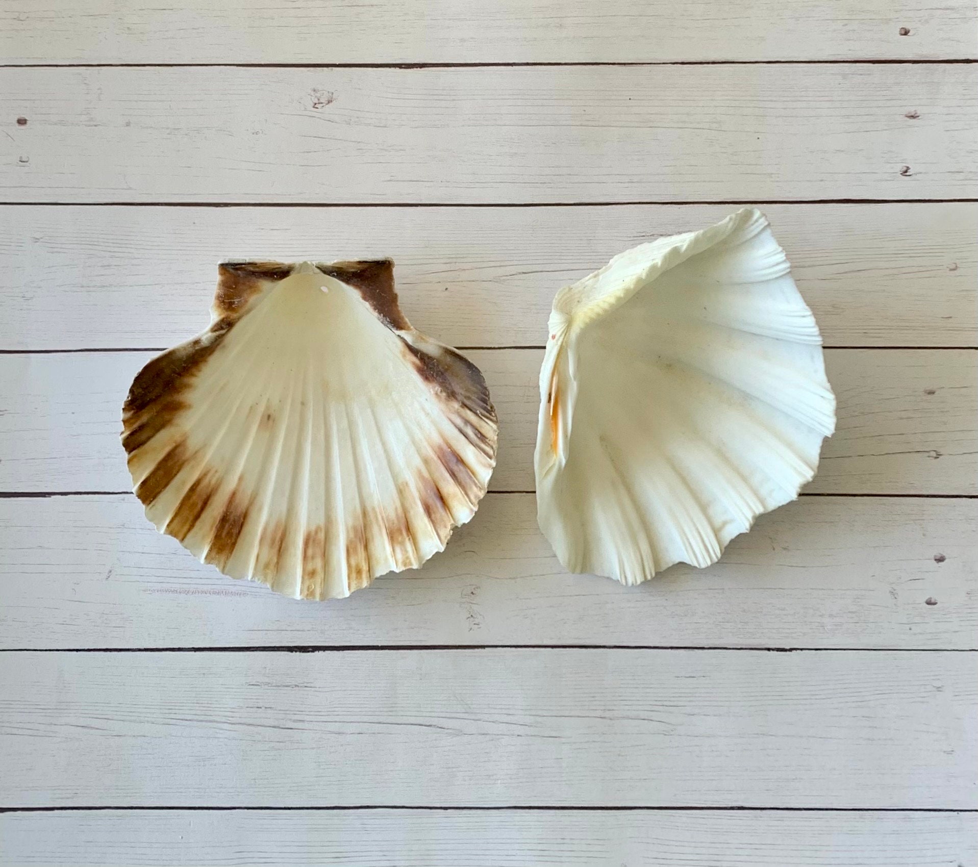 White Clam Shell and One Scallop Seashell . Set of 2 Seashells. Craft ...