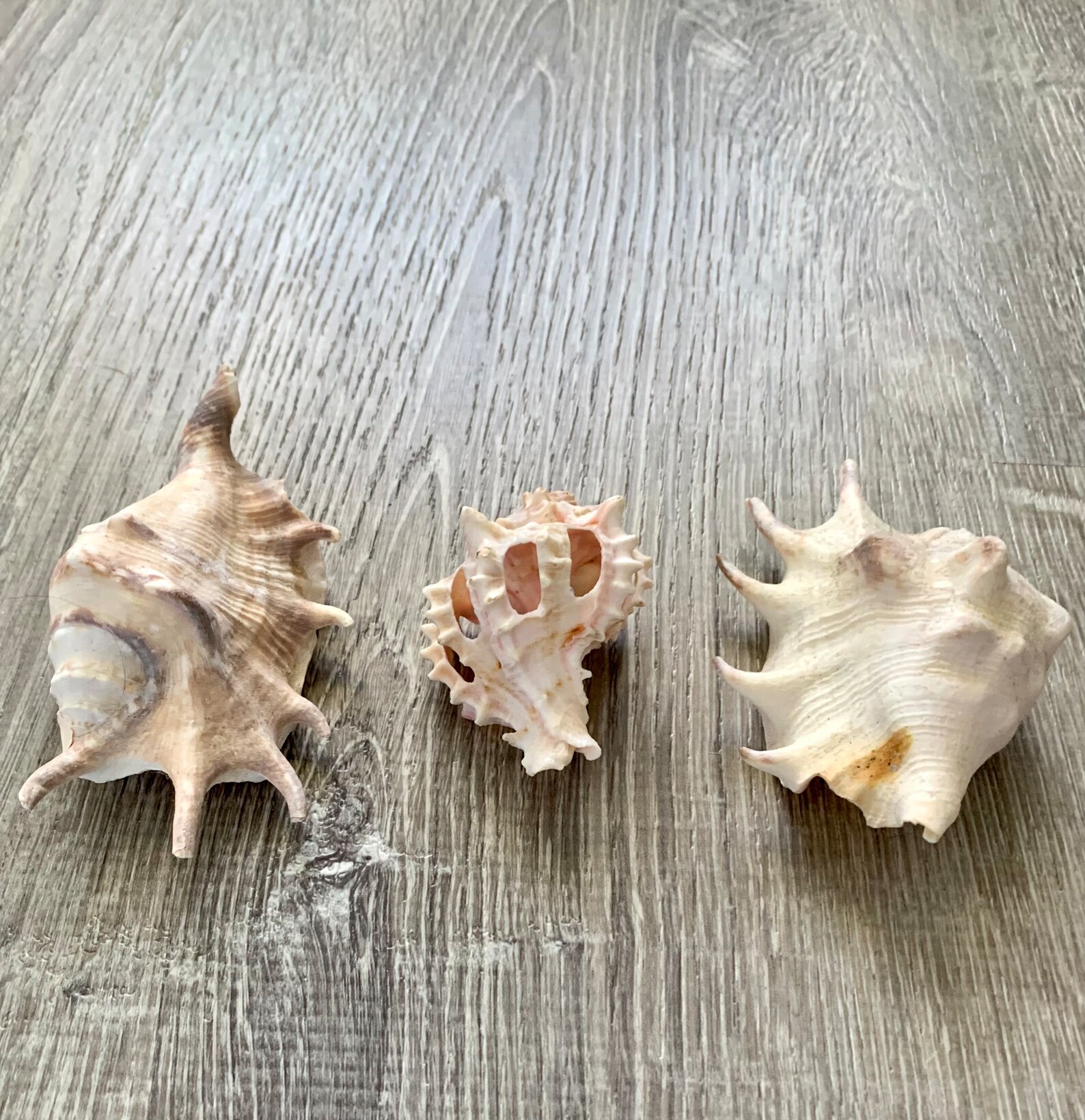 3 Seashells . 2 Spider Conch Seashells and 1 Conch Shell With ...