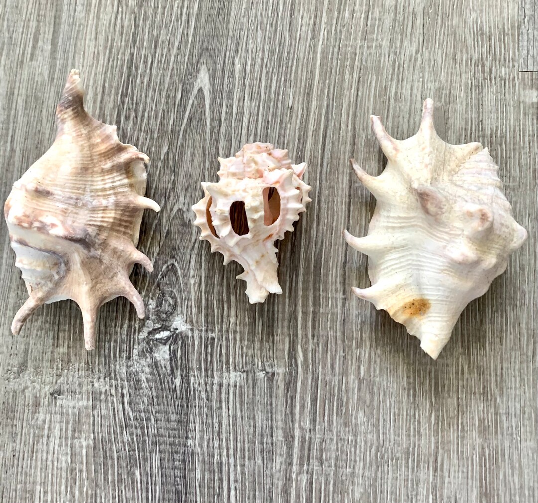 3 Seashells . 2 Spider Conch Seashells and 1 Conch Shell With ...