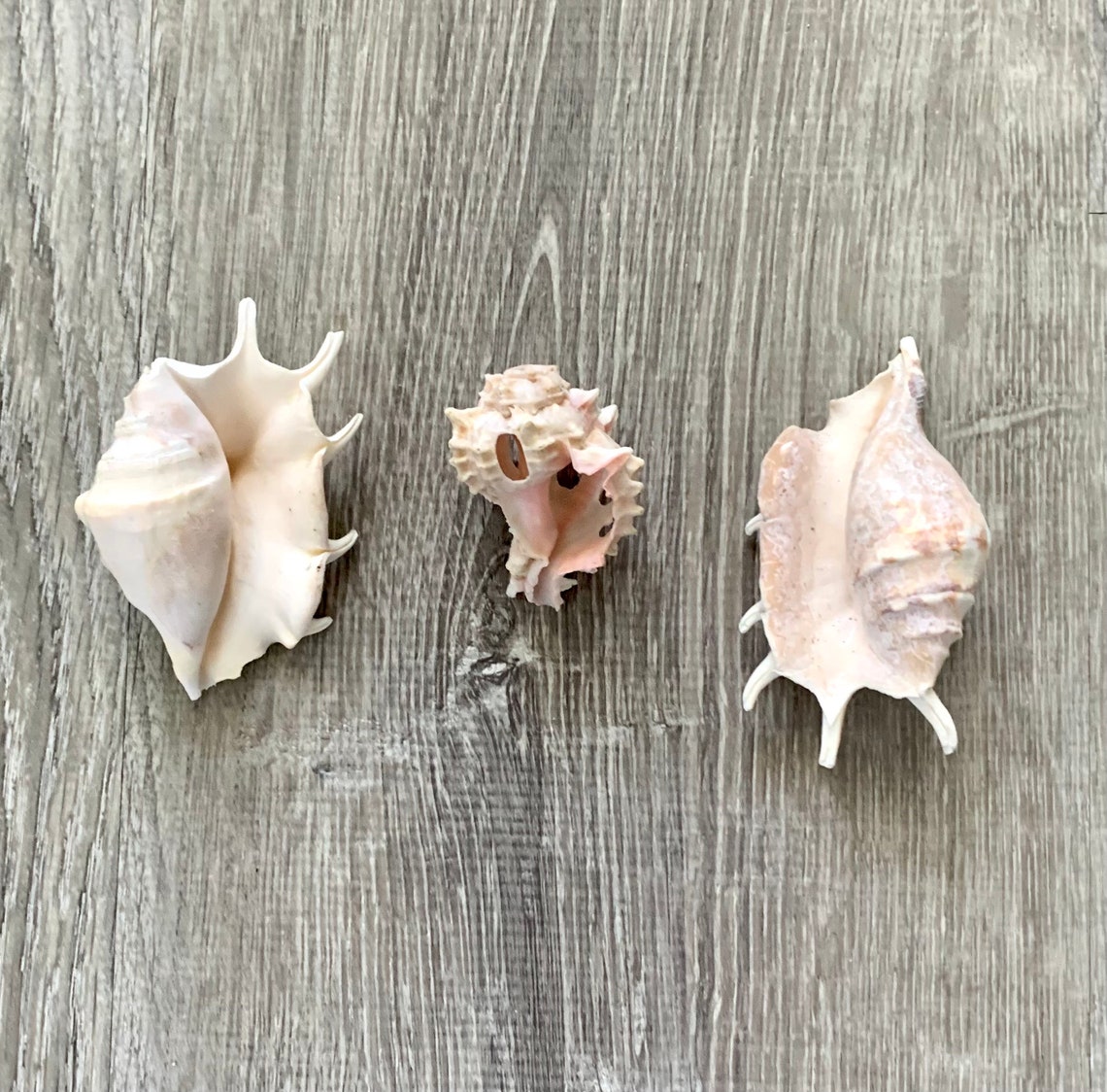 3 Seashells . 2 Spider Conch Seashells and 1 Conch Shell With ...