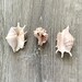 3 Seashells . 2 Spider Conch Seashells and 1 Conch Shell With ...