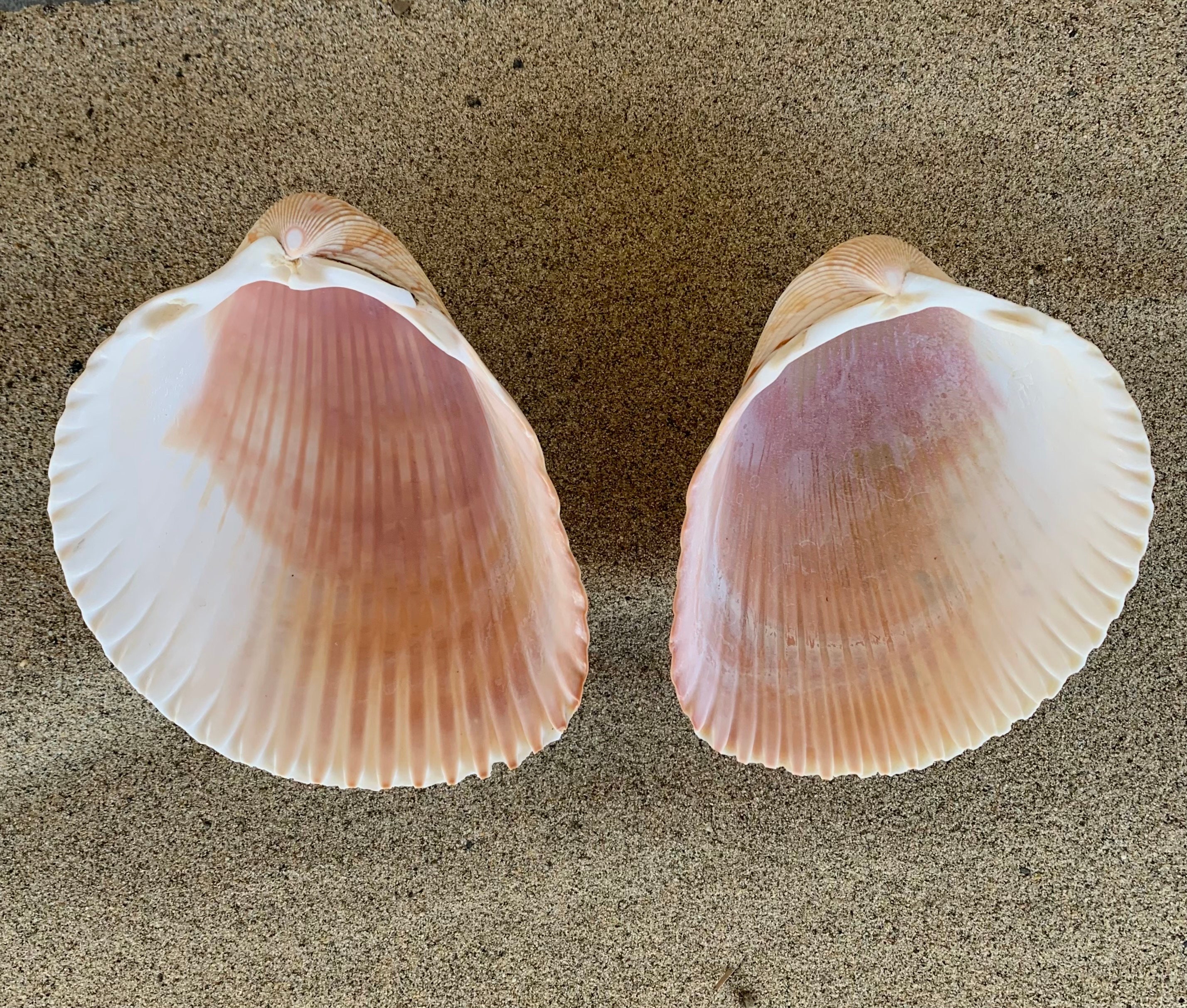 Set of 2 Medium Large Cream & Pale Rose Brown Clam Shells . Seashore ...