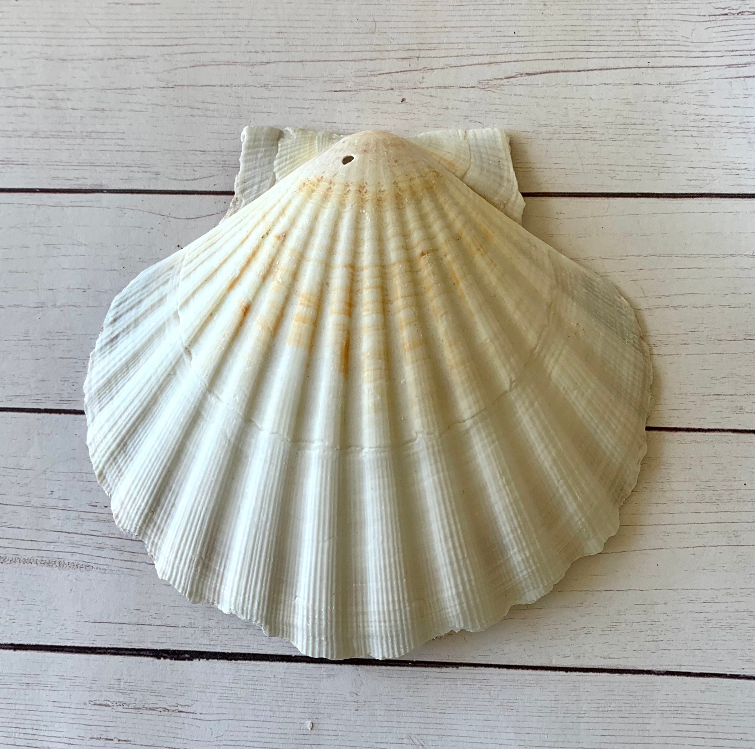 White Clam Shell and One Scallop Seashell . Set of 2 Seashells. Craft ...