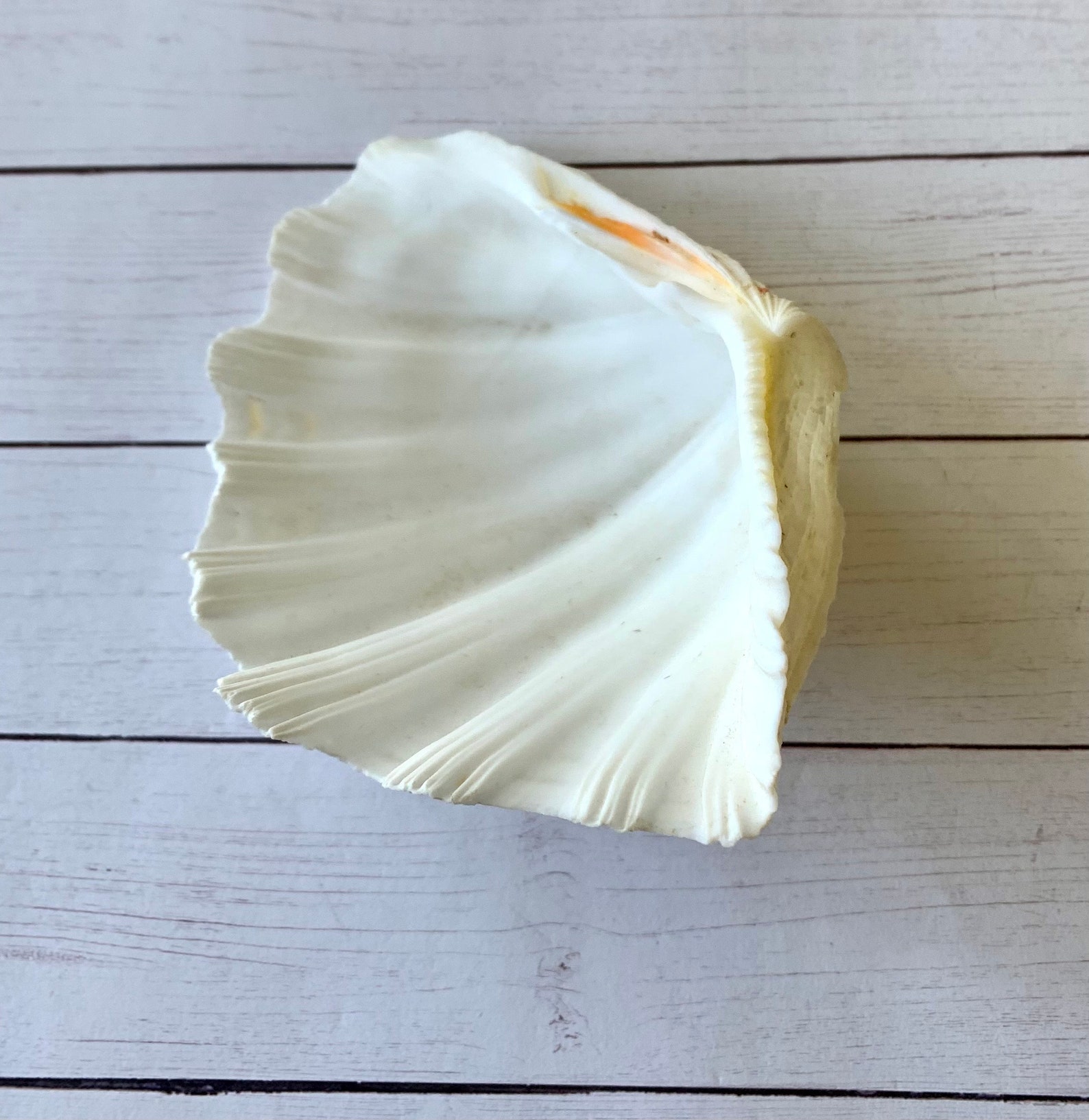White Clam Shell and One Scallop Seashell . Set of 2 Seashells. Craft ...