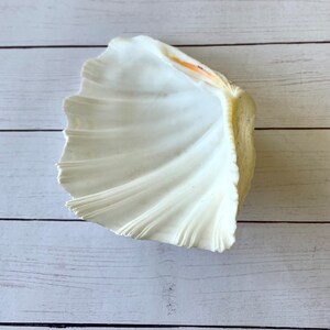 White Clam Shell and One Scallop Seashell . Set of 2 Seashells. Craft ...