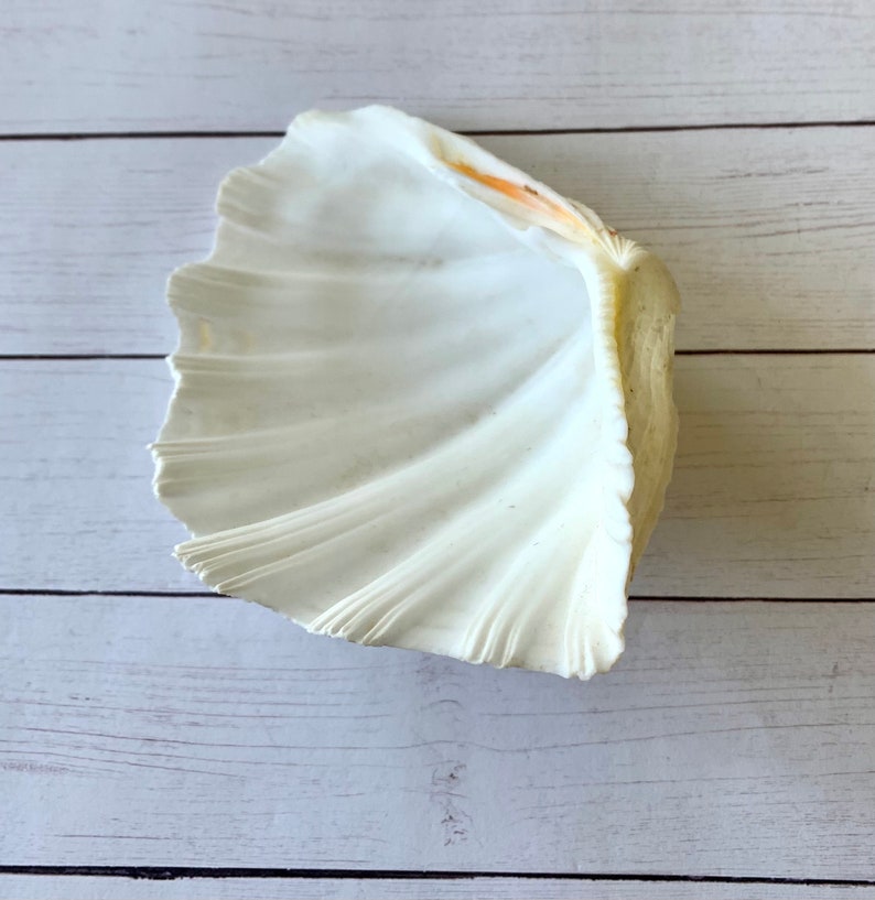 White Clam Shell and One Scallop Seashell . Set of 2 Seashells. Craft ...