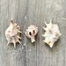 3 Seashells . 2 Spider Conch Seashells and 1 Conch Shell With ...