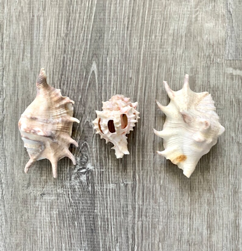 3 Seashells . 2 Spider Conch Seashells and 1 Conch Shell With ...