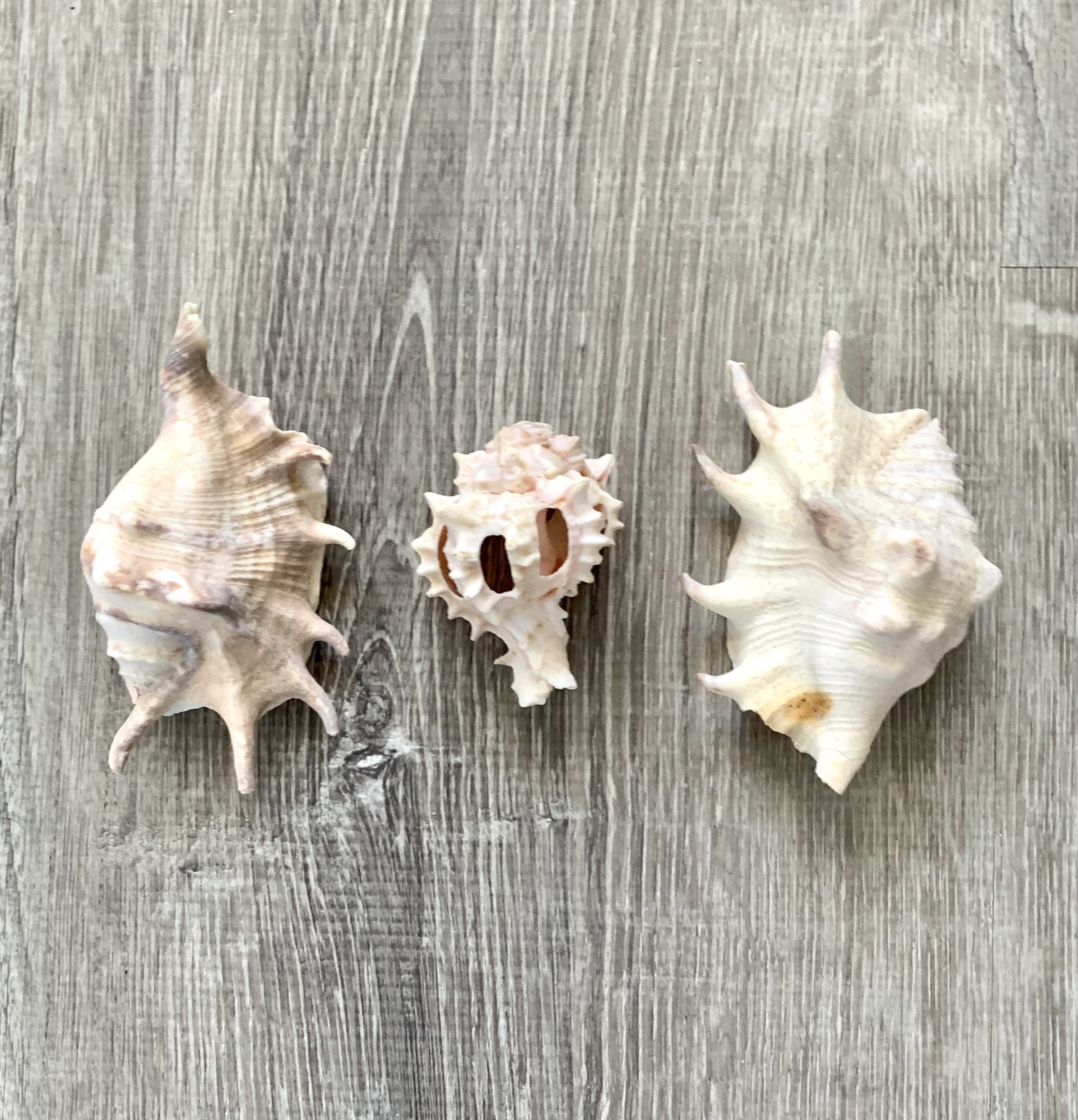 3 Seashells . 2 Spider Conch Seashells and 1 Conch Shell With ...