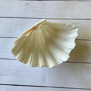 White Clam Shell and One Scallop Seashell . Set of 2 Seashells. Craft ...