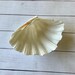 White Clam Shell and One Scallop Seashell . Set of 2 Seashells. Craft ...