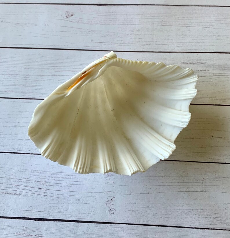 White Clam Shell and One Scallop Seashell . Set of 2 Seashells. Craft ...