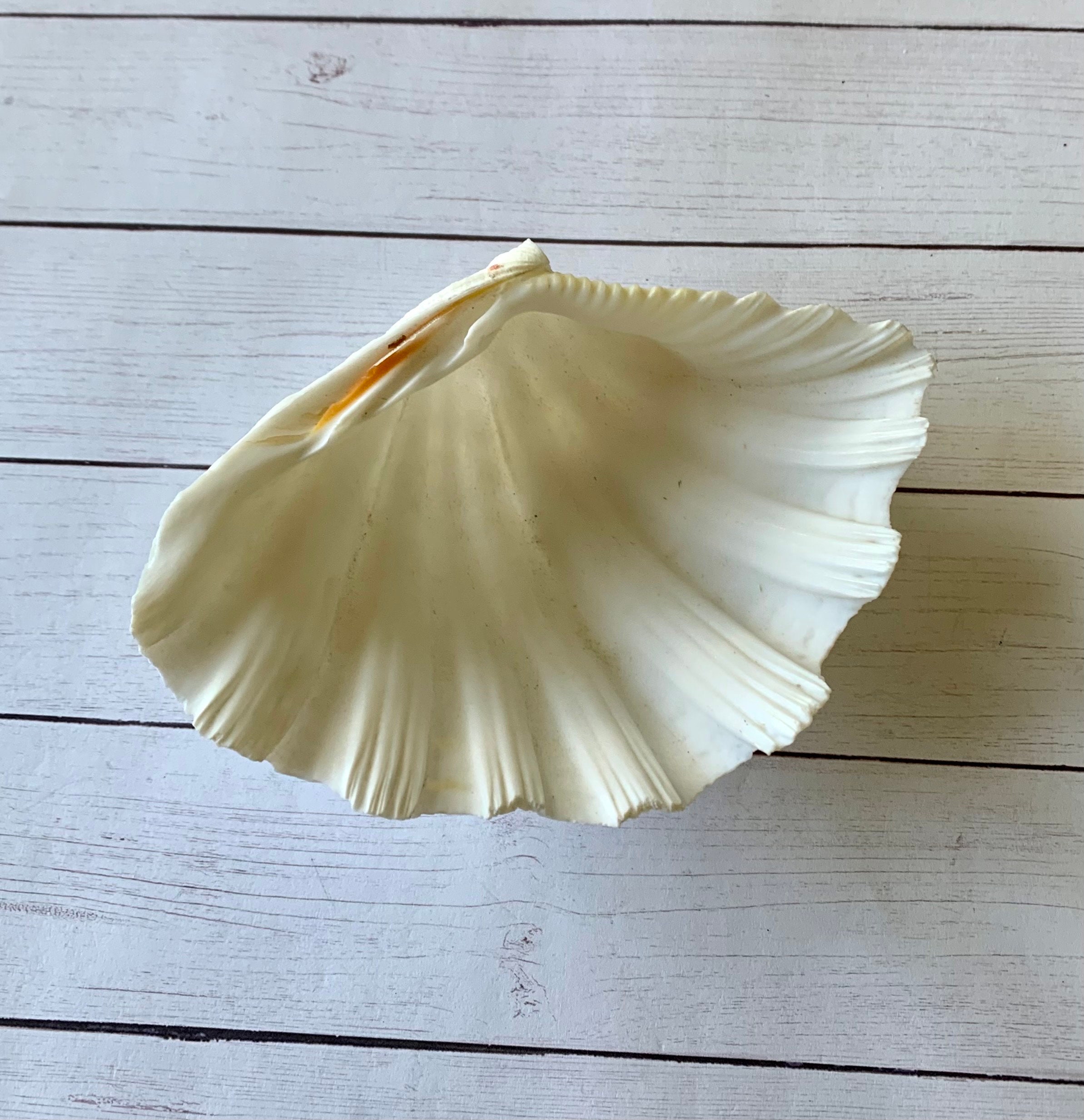 White Clam Shell and One Scallop Seashell . Set of 2 Seashells. Craft ...