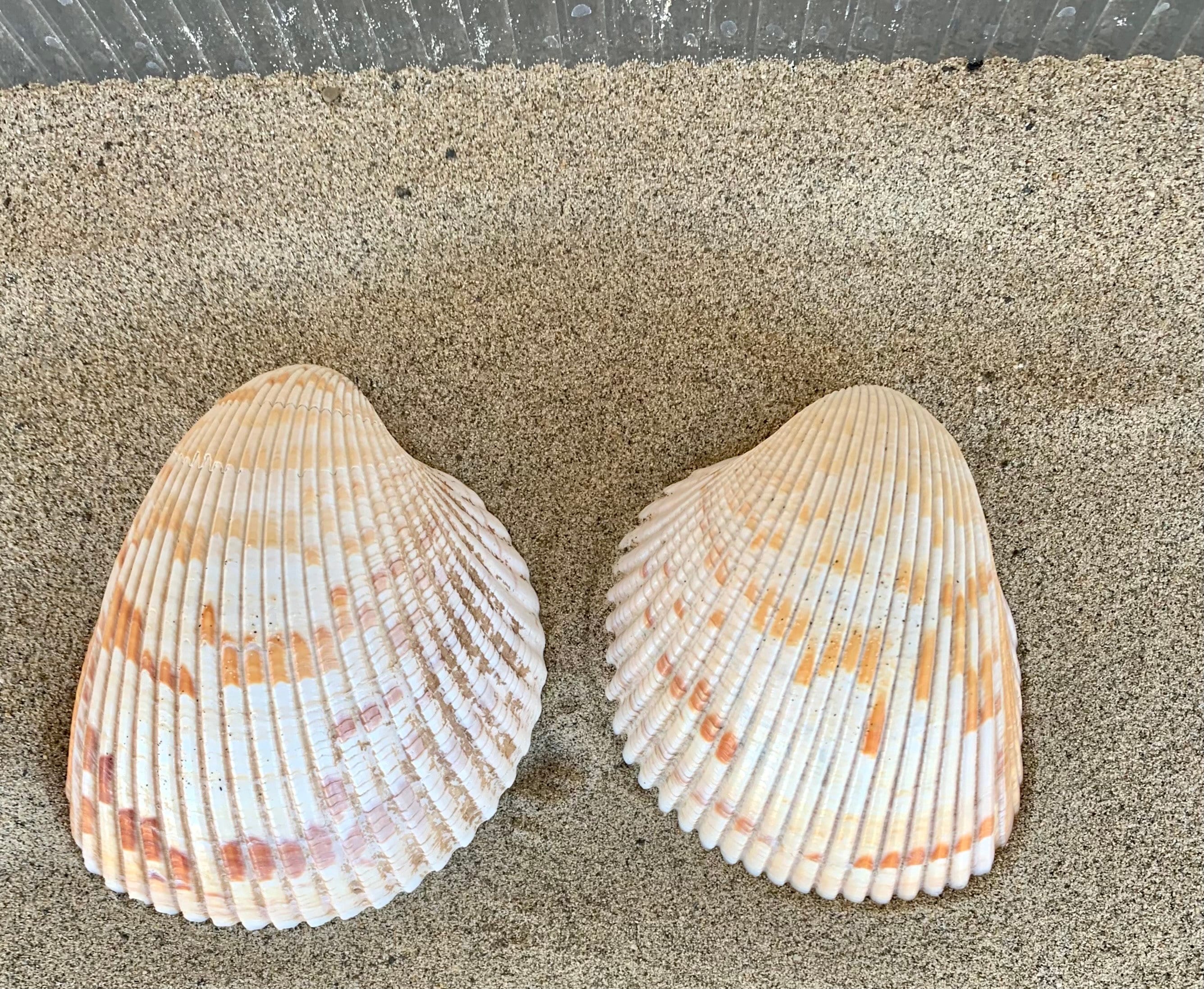 Set of 2 Medium Large Cream & Pale Rose Brown Clam Shells . Seashore ...