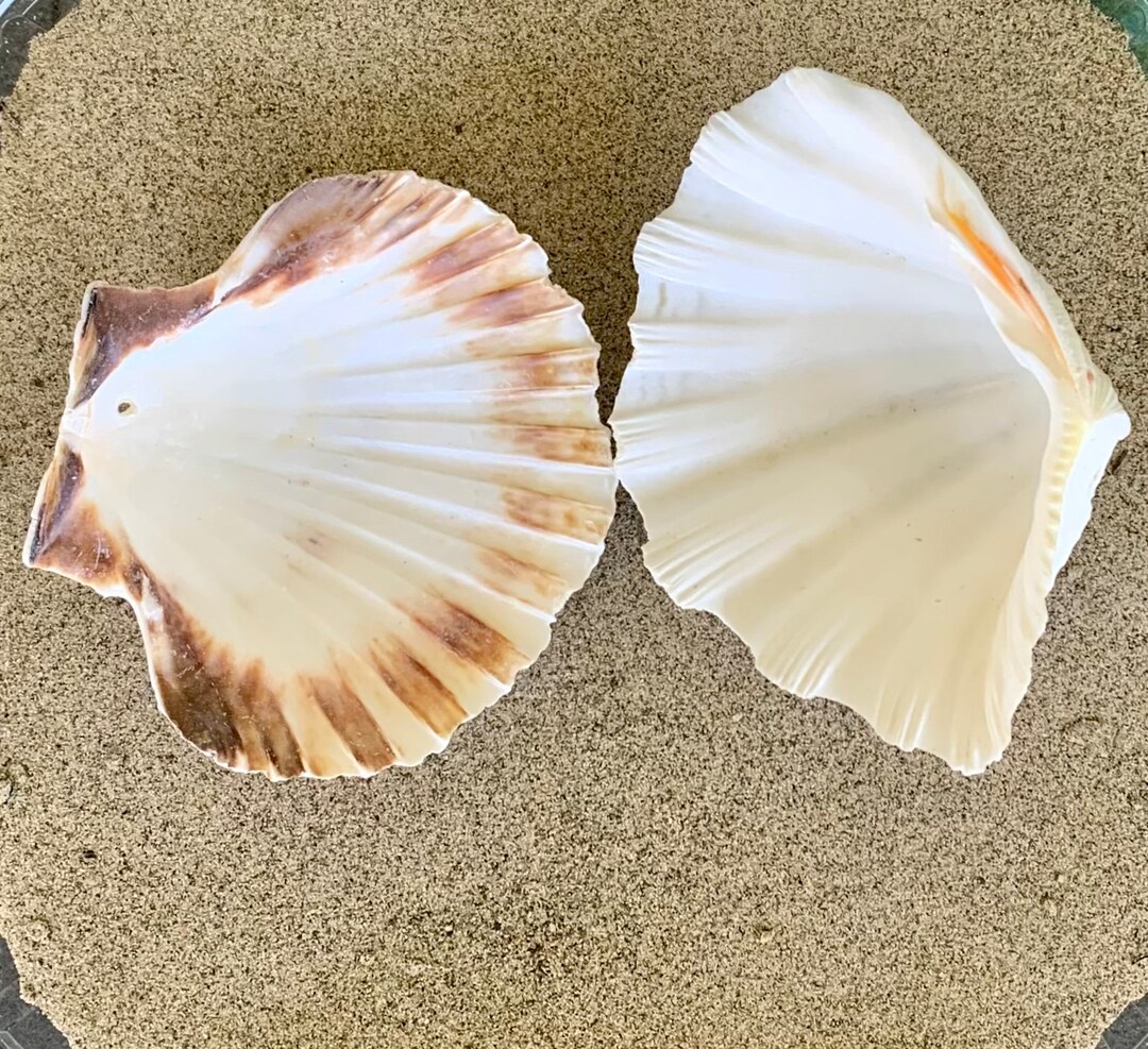 White Clam Shell and One Scallop Seashell . Set of 2 Seashells. Craft ...
