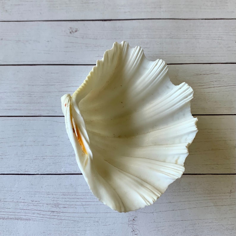 White Clam Shell and One Scallop Seashell . Set of 2 Seashells. Craft ...