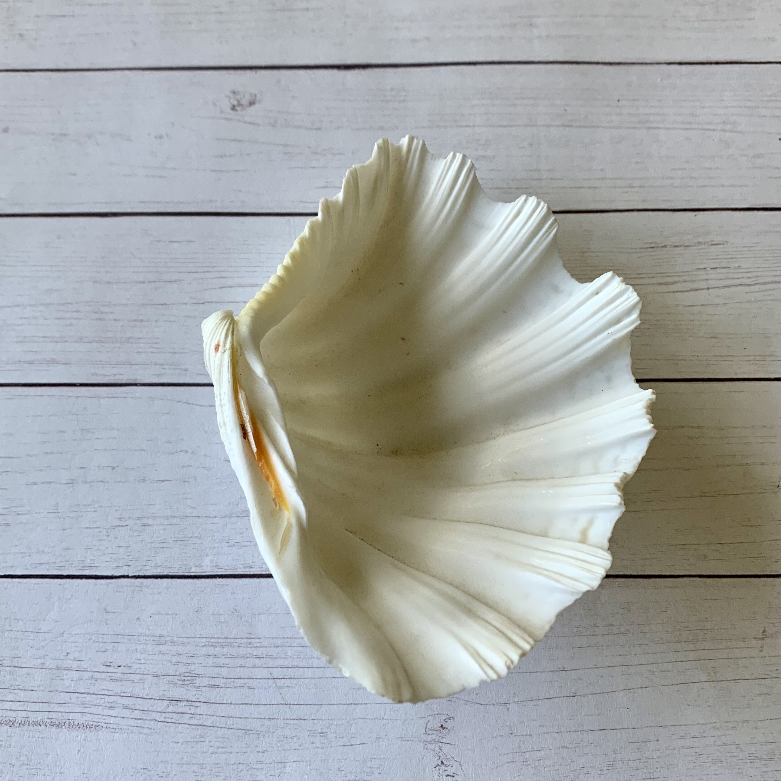 White Clam Shell and One Scallop Seashell . Set of 2 Seashells. Craft ...