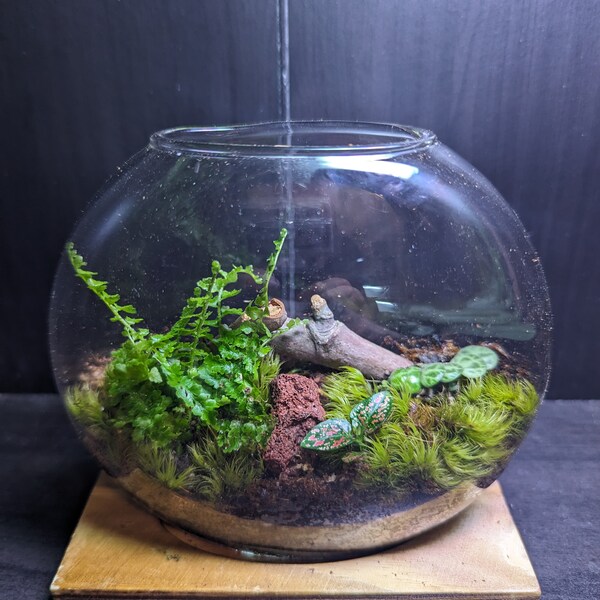 Desktop Terrarium - Etsy