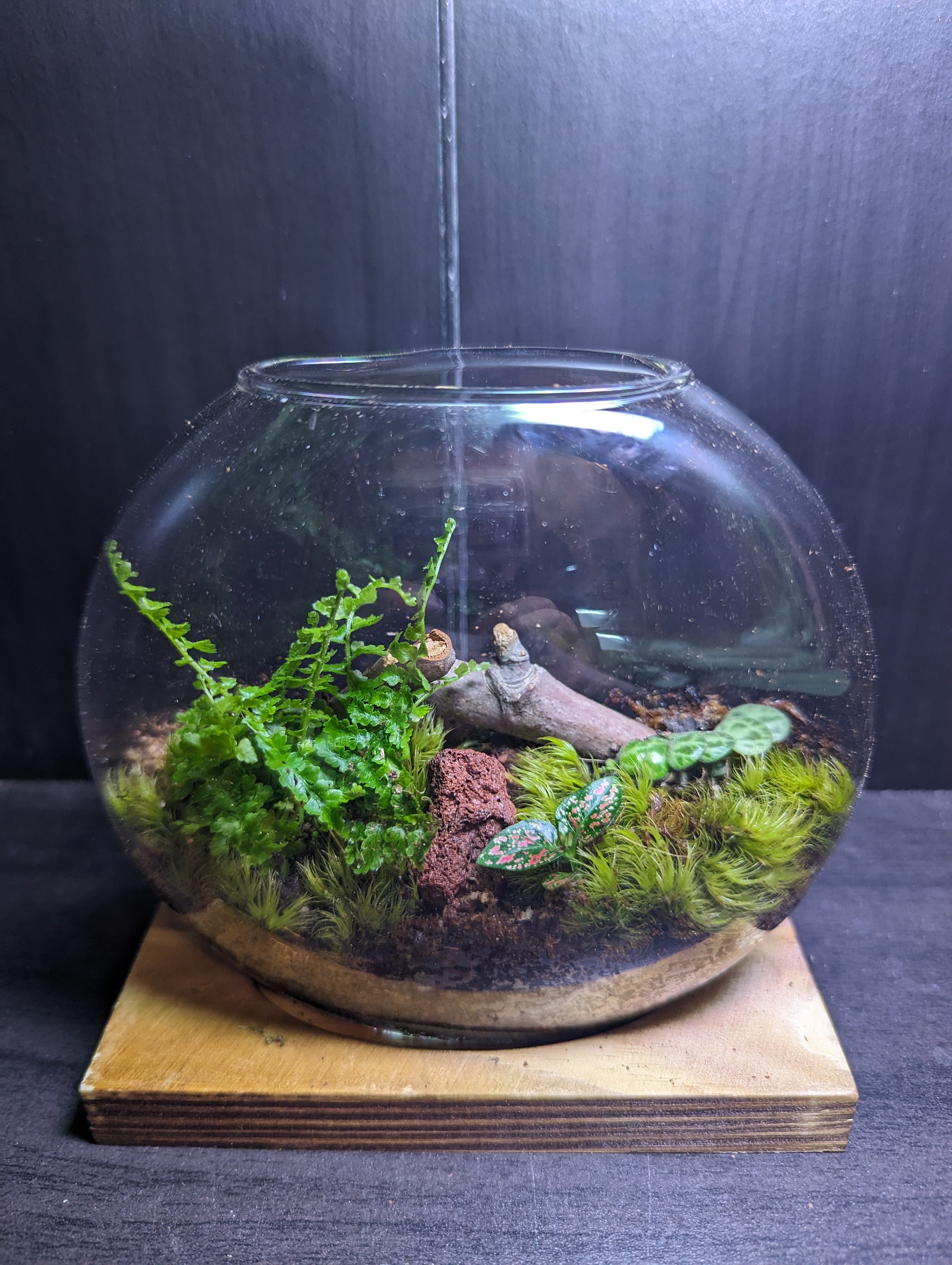 Bioactive Desktop Terrarium - Etsy