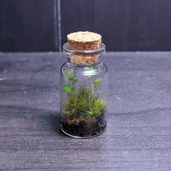 Mini Terrarium - Etsy