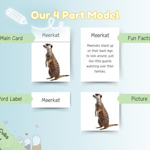 24 Desert Animals Montessori Flashcards With Fun Facts: Educational ...