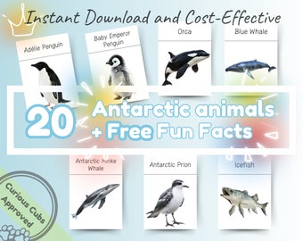 24 Musical Instruments Montessori Flashcards With Fun Facts ...