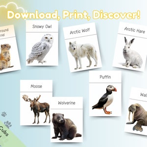 Arctic Animals Montessori Flashcards: Fun Facts Printable (digital ...
